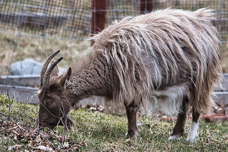 Jämtget - Breed Profile - Goat Journal